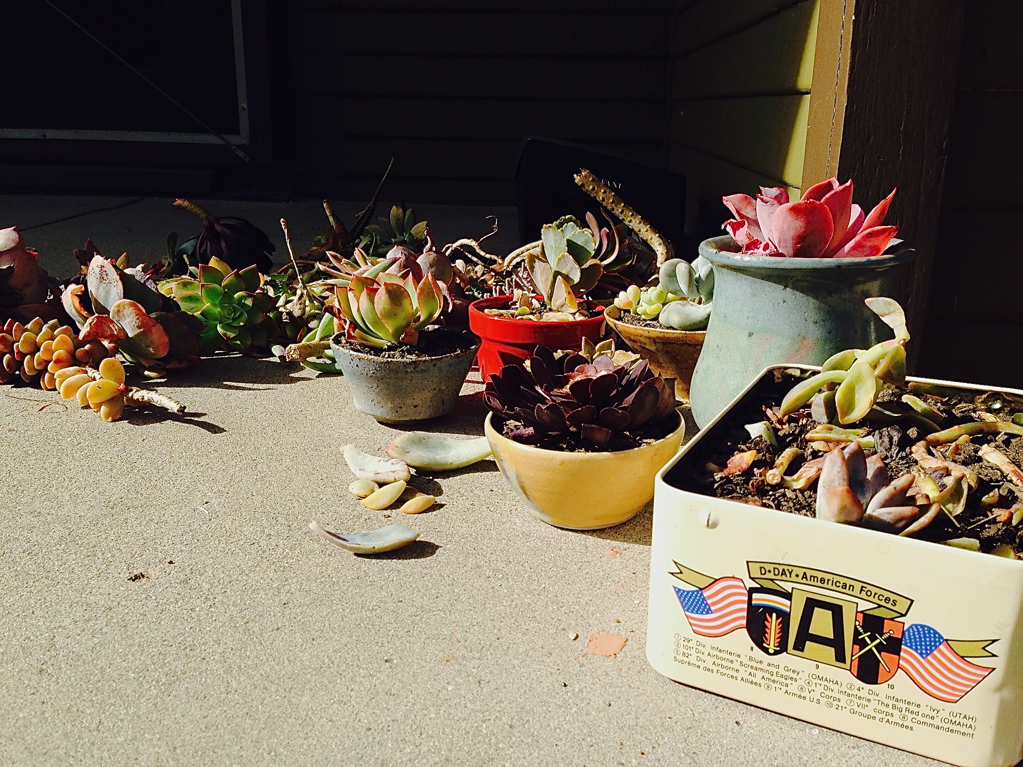 Long live the succulent – ChapBook Magazine